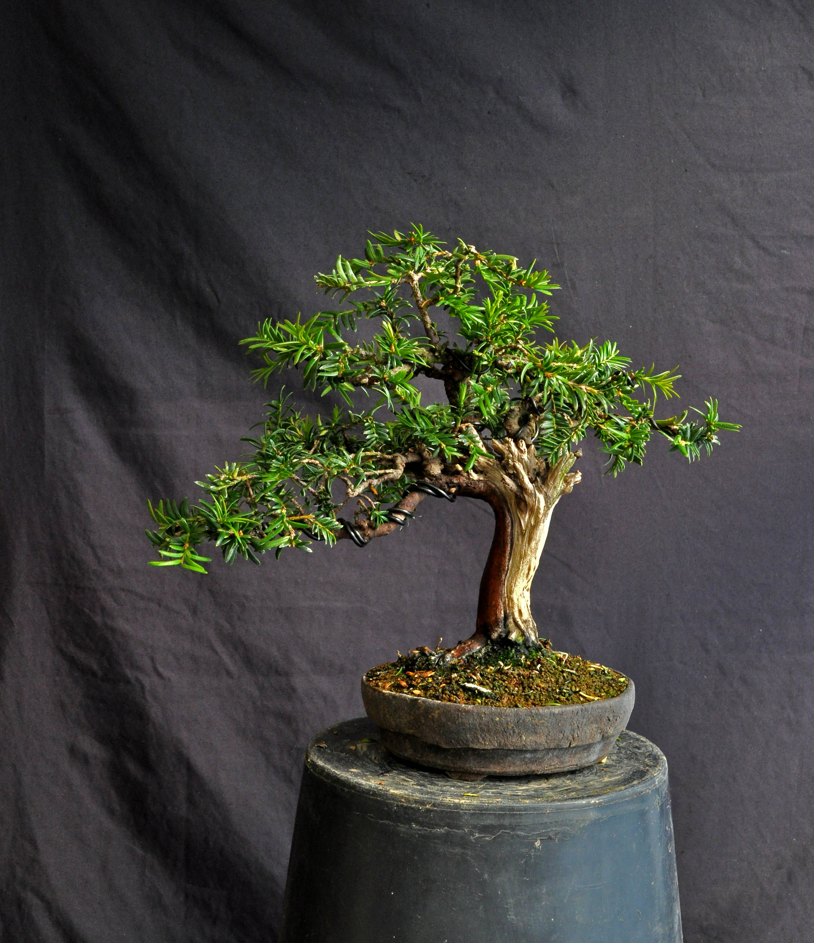 Working on my old Yew Shohin Yamadori named “Little Terry”. – The ...
