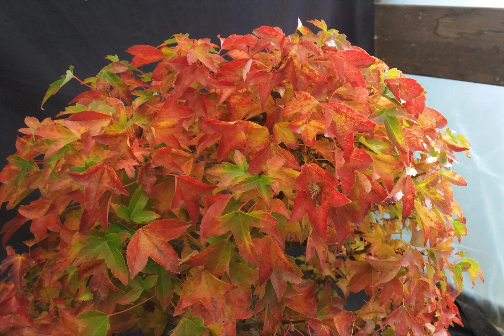 Trident maple “Acer buergerianum” in full fall colours. – The Bonsai ...